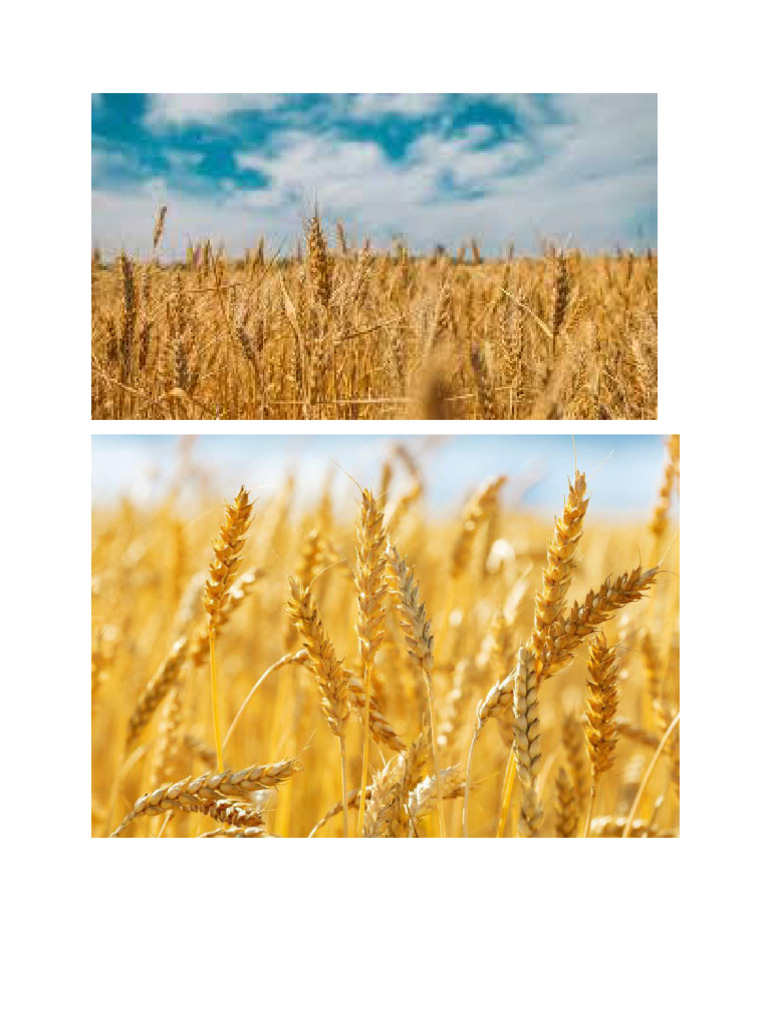 Dry Wheat | PDF