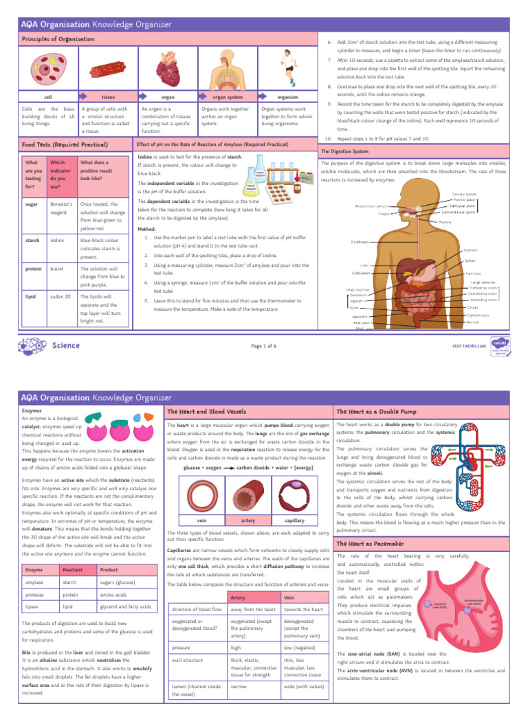 AQA Organisation and Digestive System Guide | PDF | Heart | Blood