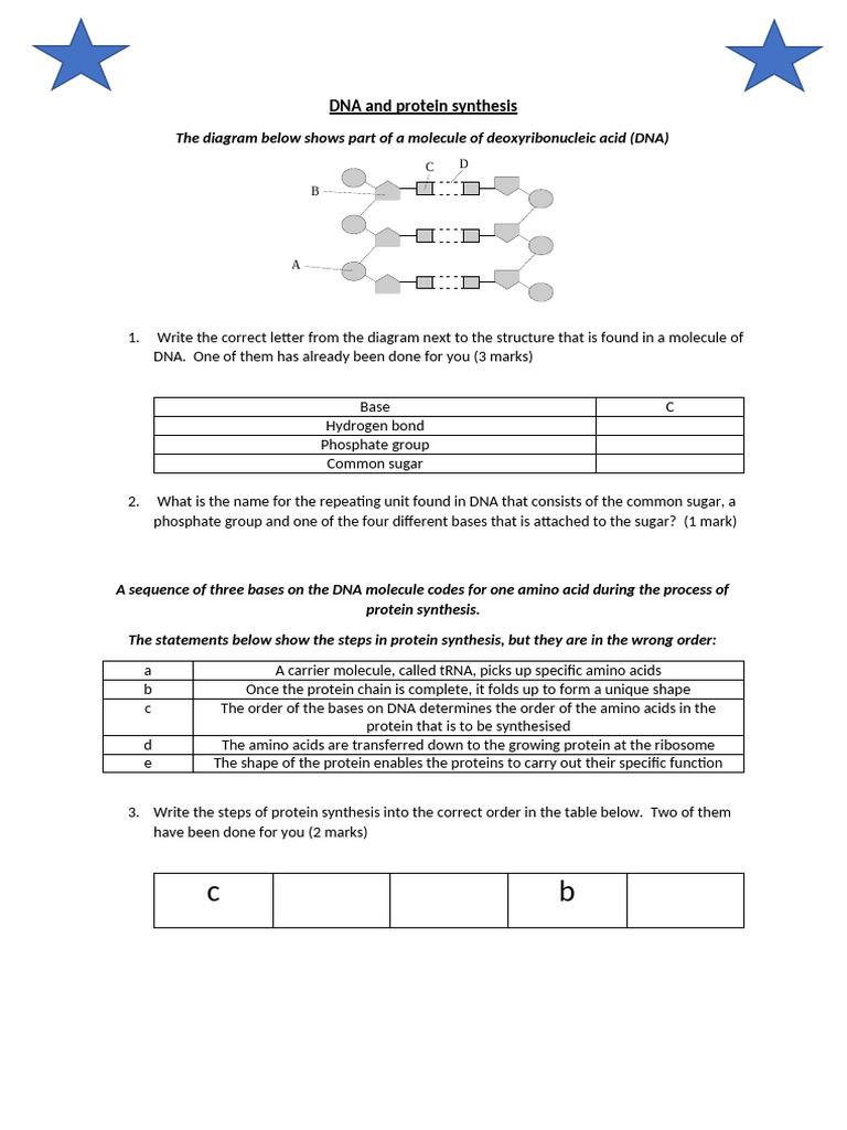 DNA and Protein Synthesis Questions STARS | PDF | Proteins | Dna