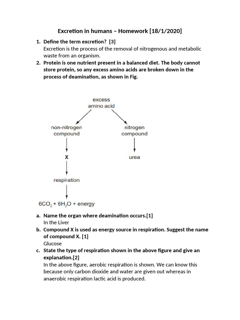 Excretion in Humans - Homework | PDF