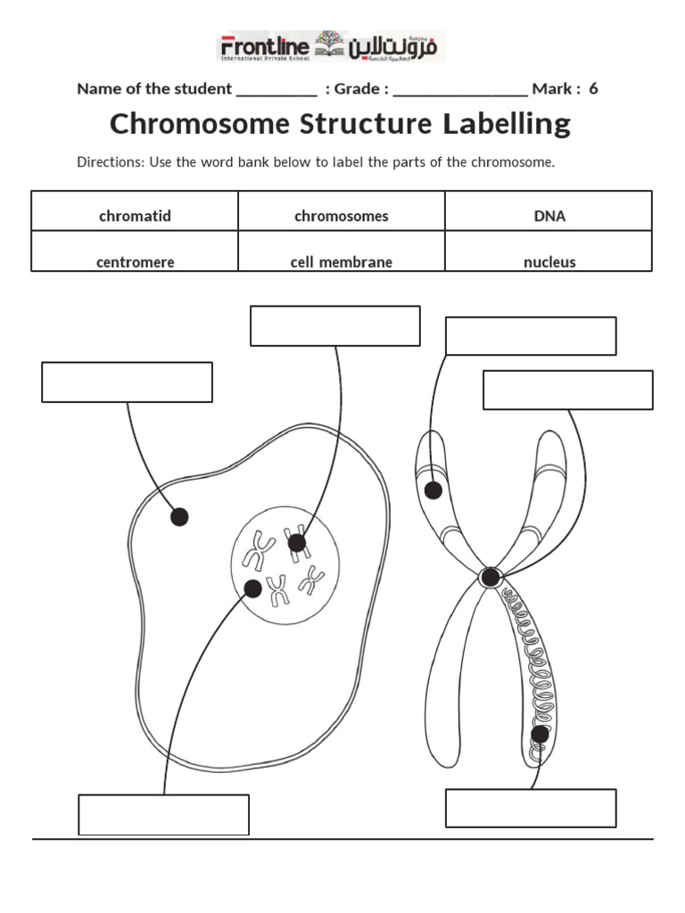 Chromosome Structure Diagram Labeling Activity Conv | PDF