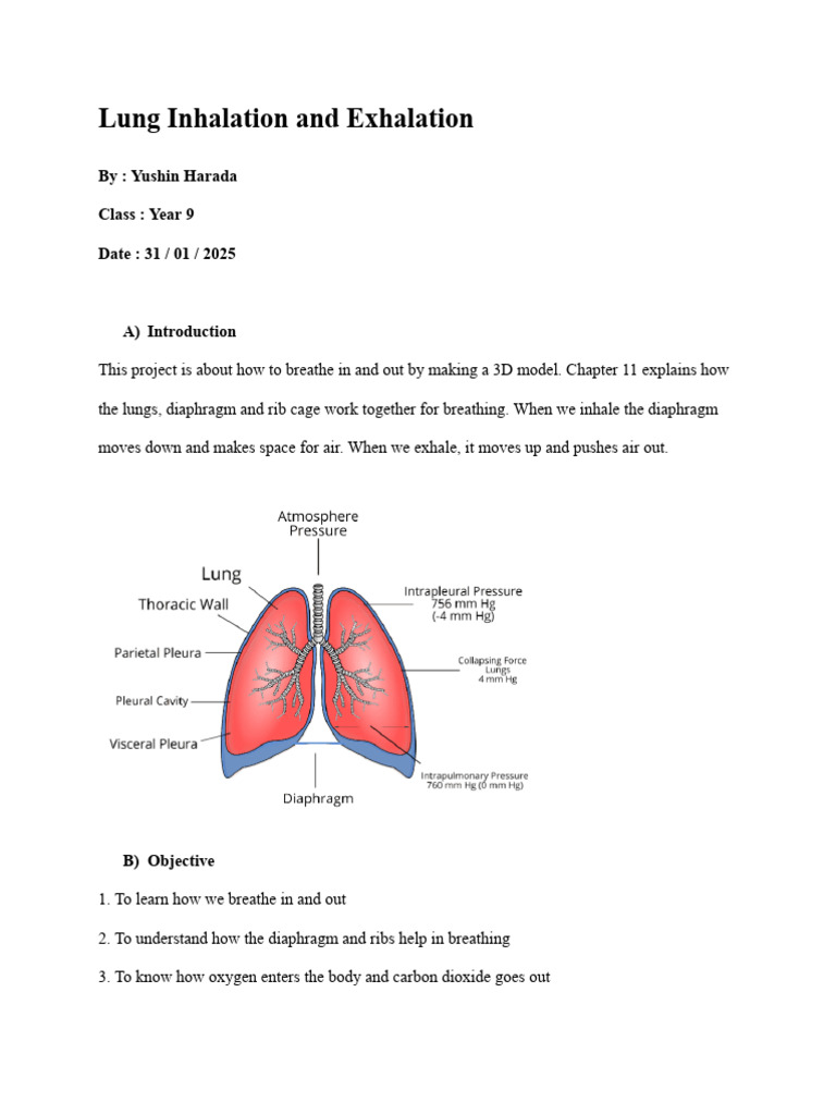 Lung Inhalation and Exhalation Model | PDF | Breathing | Lung