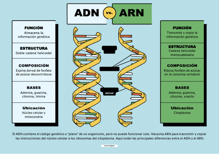 Adn y Arn | PDF