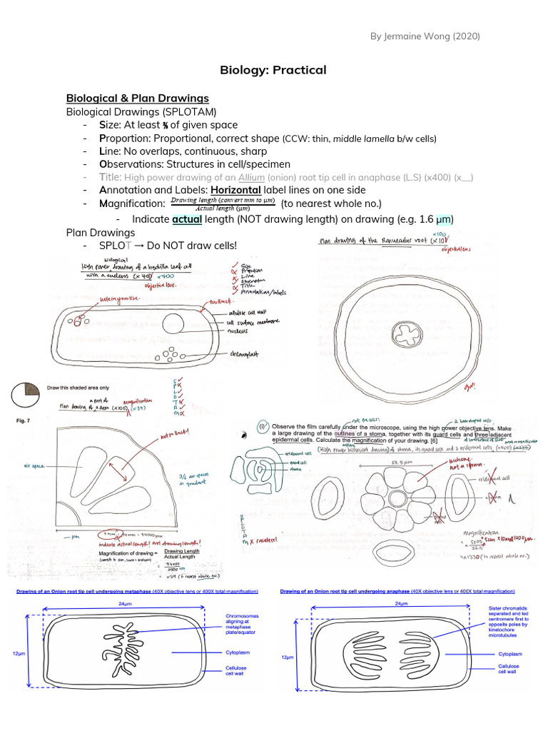 Best A Level Biology Practical | PDF | Photosynthesis | Enzyme