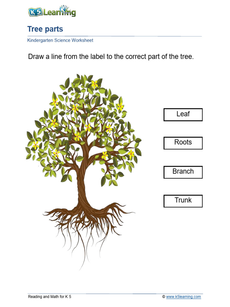 Tree Parts Worksheet for Kindergarten | PDF