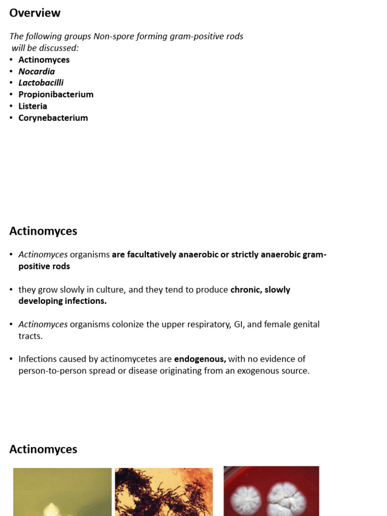 Gram Positive Rods Non-Spore Forming Group 9 | PDF | Infection ...