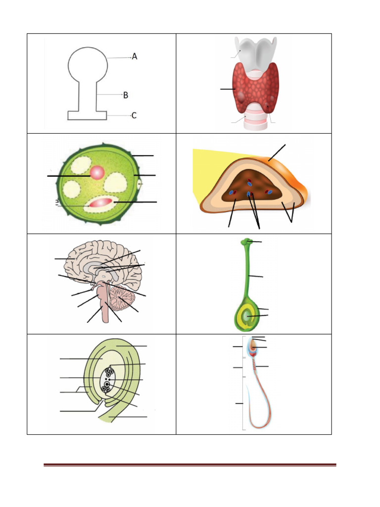 10th Science Diagrams | PDF