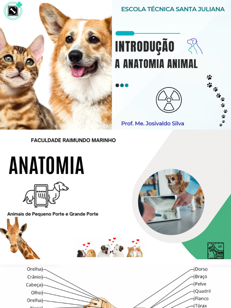 Aula Anatomia Animal | PDF | Anatomia | Radiografia