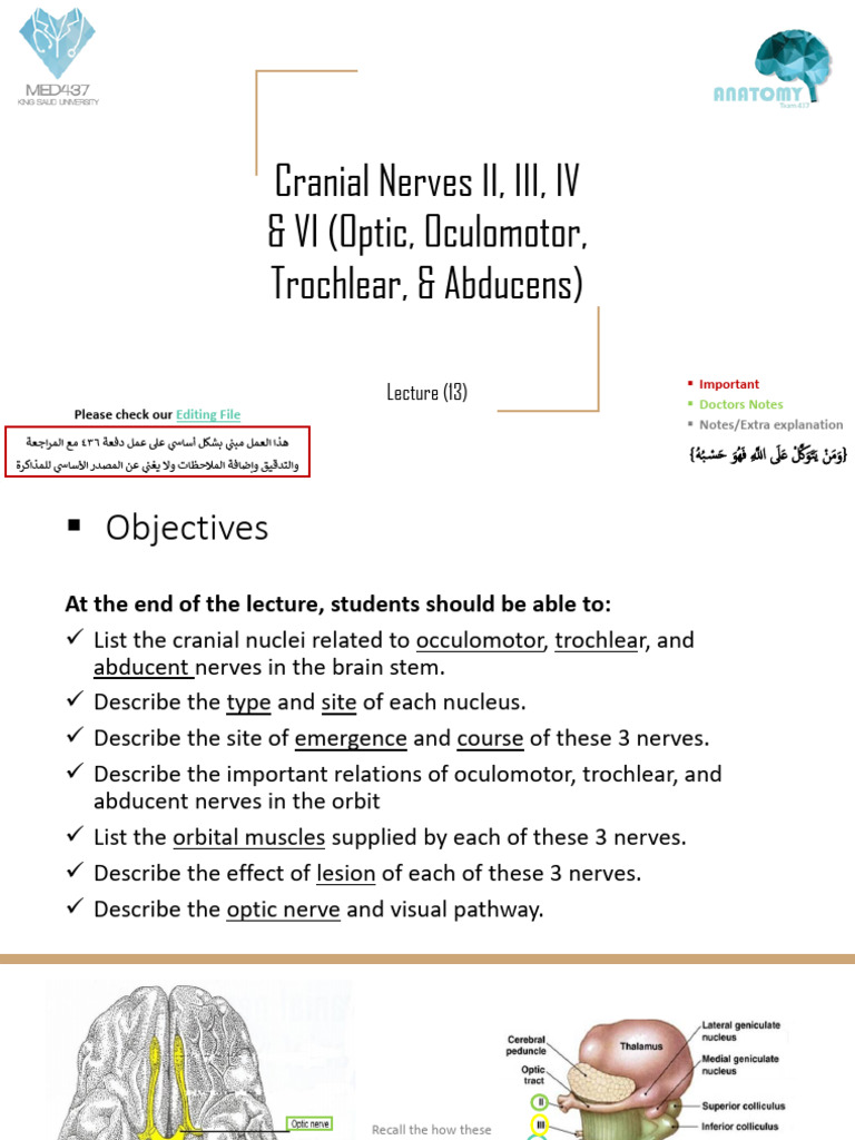 Cranial Nerves Ii Iii Iv Vi Overview Pdf Brainstem Visual System