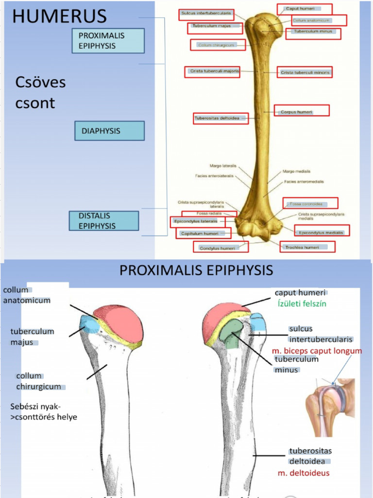 Humerus, Felkarcsont 241104 002247 | PDF