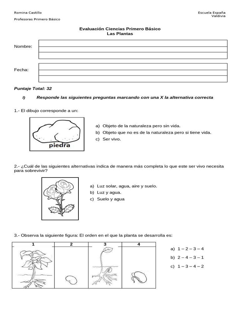 Evaluación Ciencias 1° Básico - Las Plantas | PDF | Plantas | Raíz