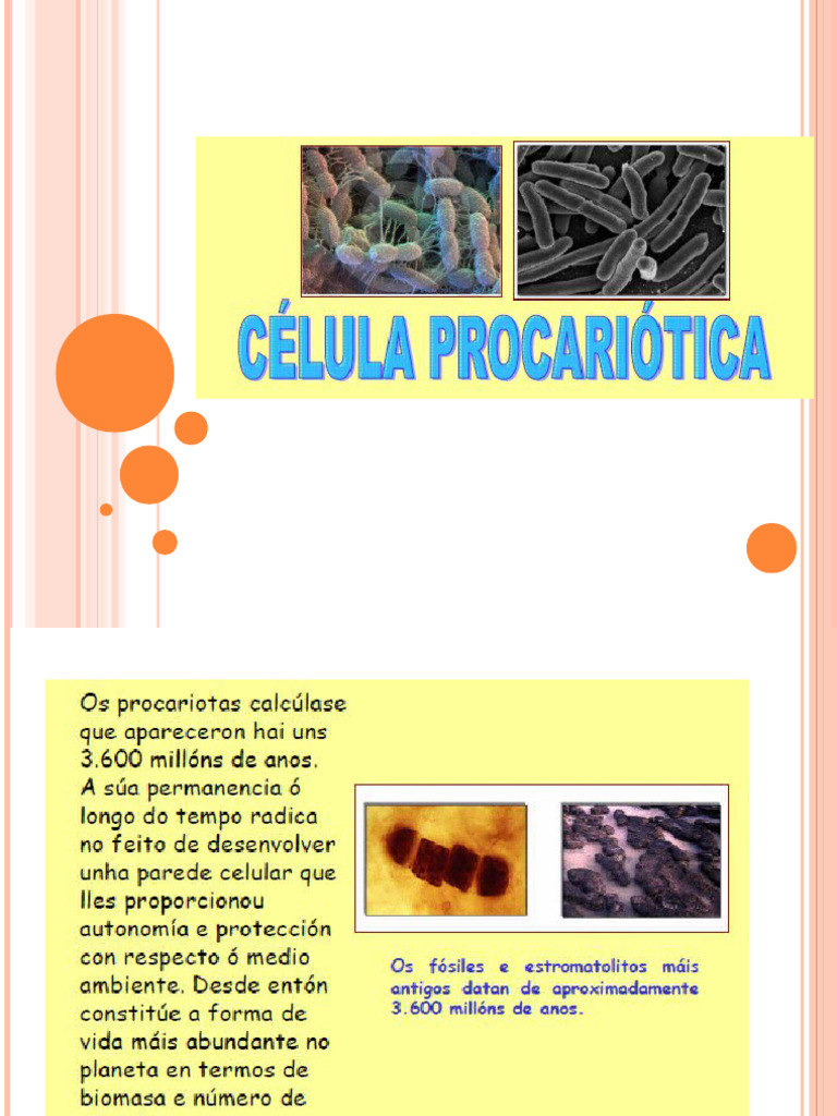 célula procariota | PDF