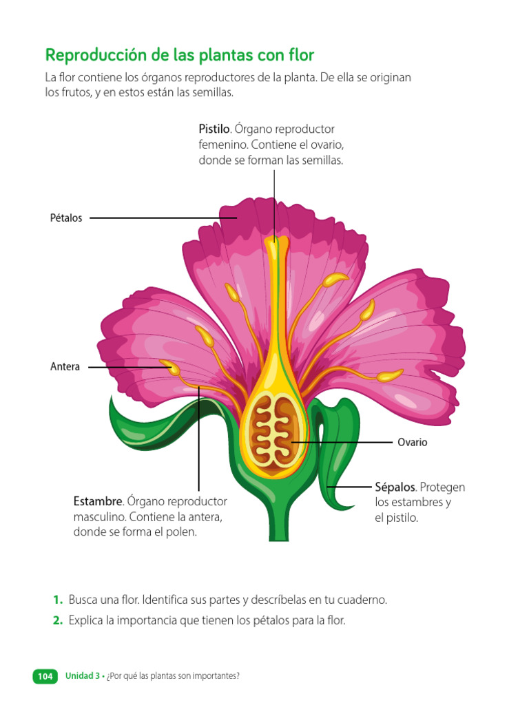 Material de Estudio Ciencias (Flor y Su Funcion) | PDF | Flores ...