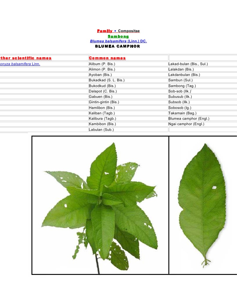 Sam Bong | PDF | Clinical Medicine | Medicine