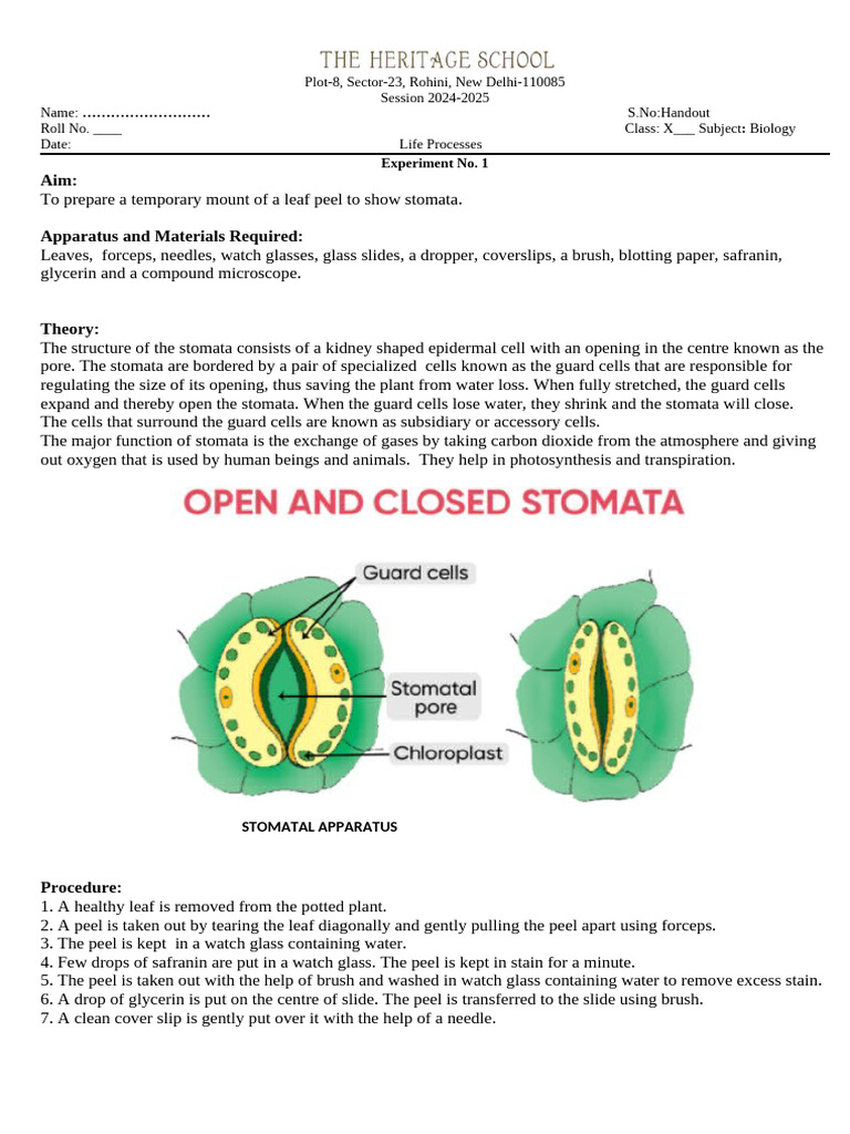 Practical 1 - Stomatal Peel | PDF | Stoma | Leaf