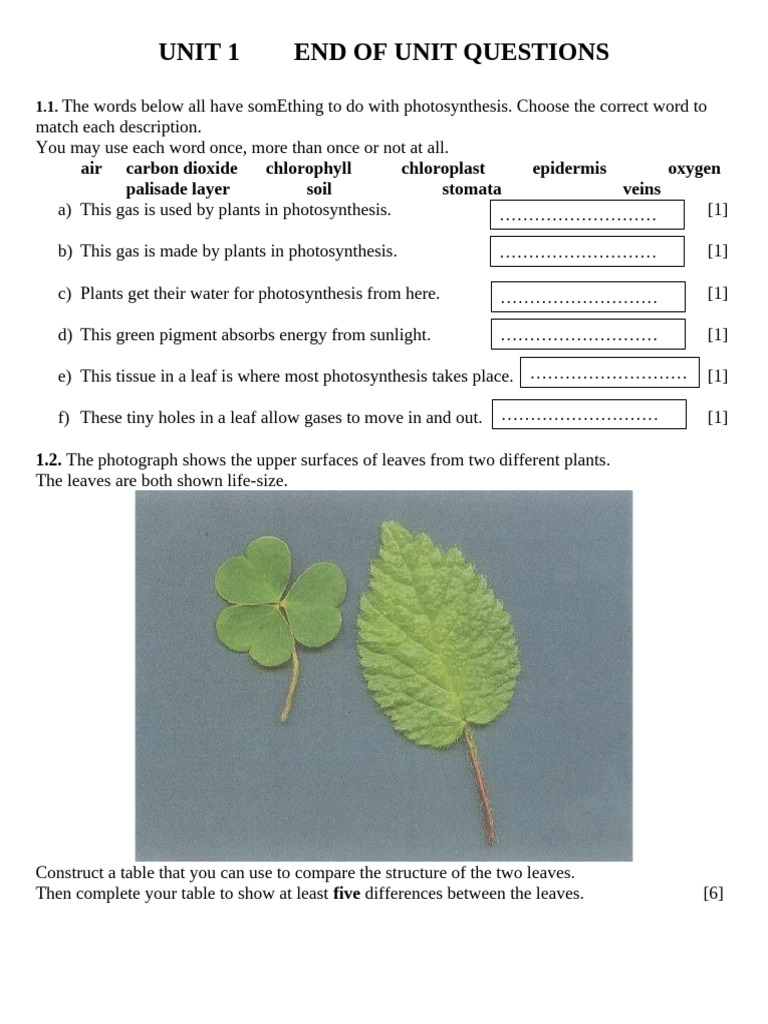 Photosynthesis Study Questions and Comparisons | PDF