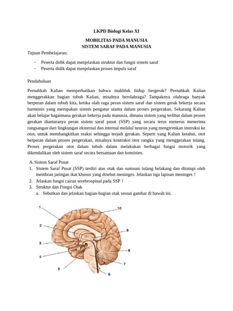 LKPD Biologi Kelas XI Mobilitas (Saraf) | PDF