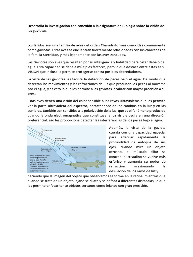 Visión de las Gaviotas: Adaptaciones y Funciones | PDF