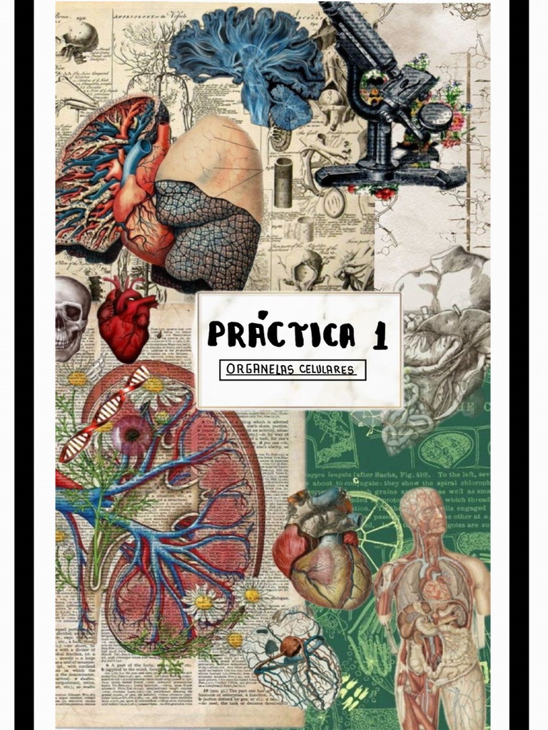 Prácticas de Histologìa - 2025 - 250412 - 095800 | PDF