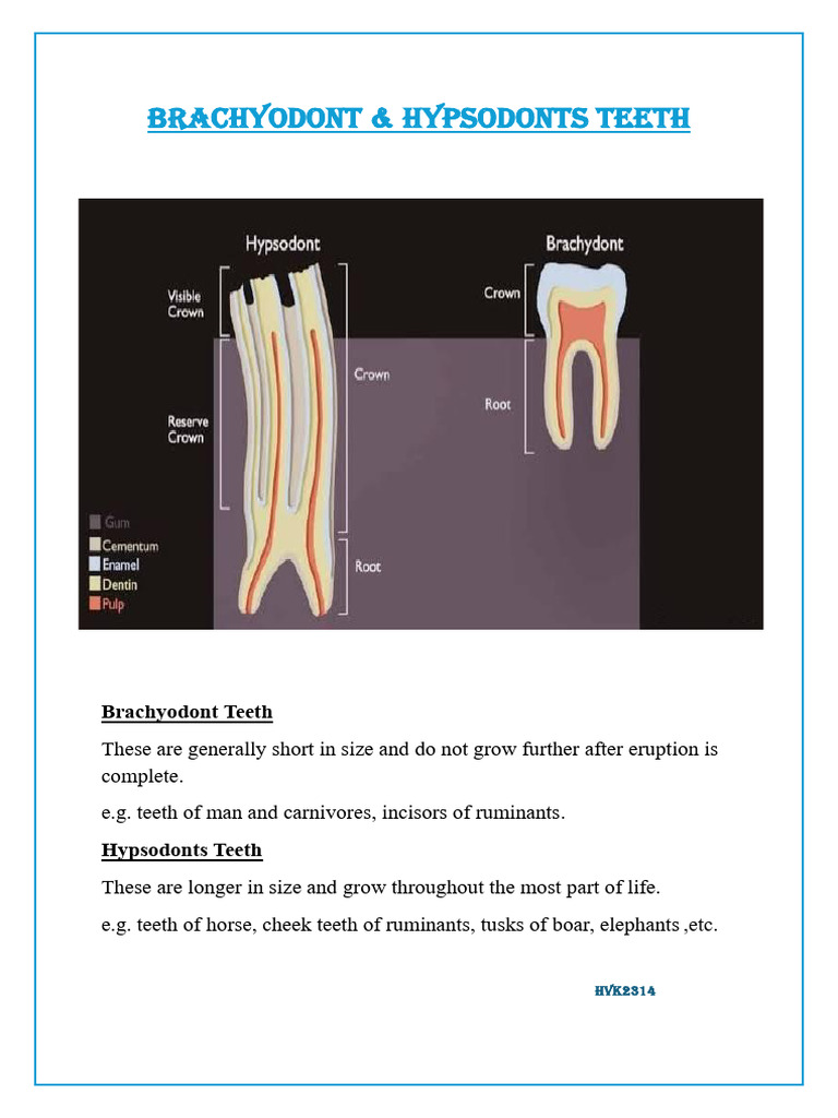 Brachyodont_Hypsodonts_Teeth[1] | PDF