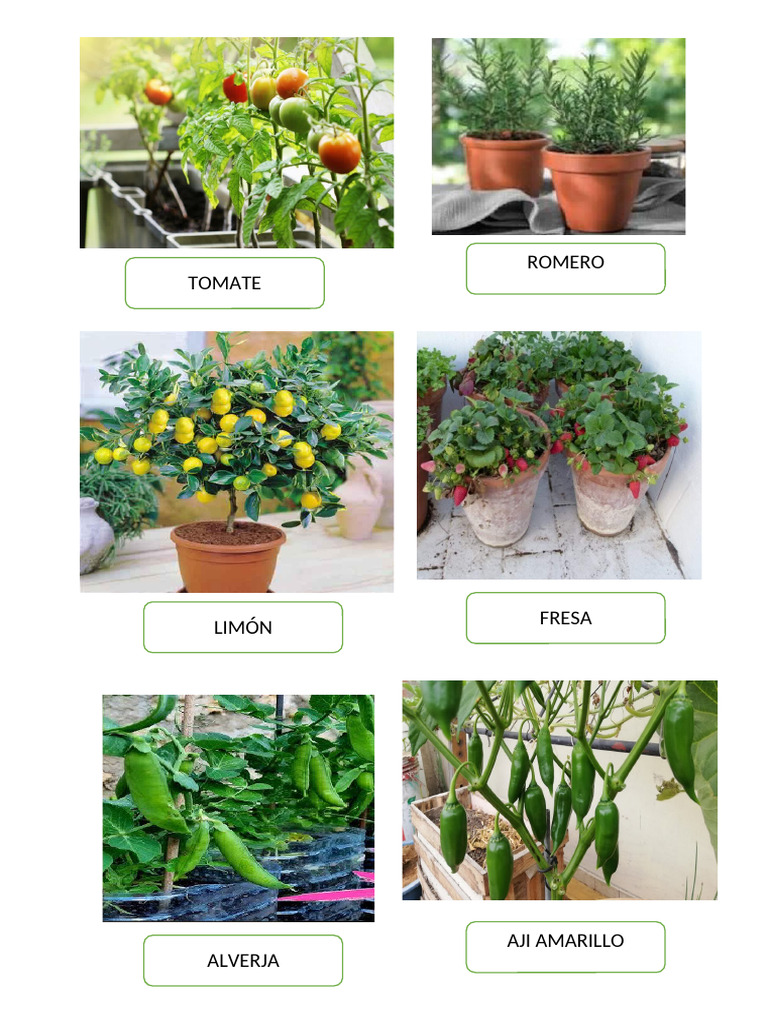 PLNATAS CULTIVADA EN CASA | PDF