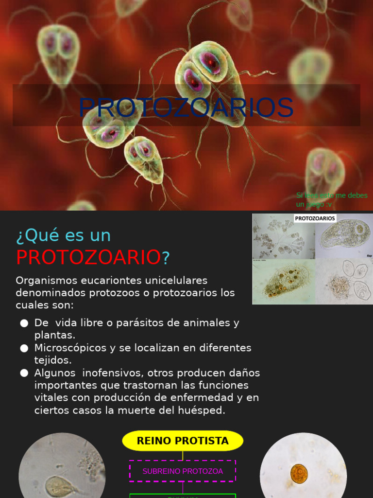 Introducción a los Protozoarios: Tipos y Estructura | PDF | Protozoos ...