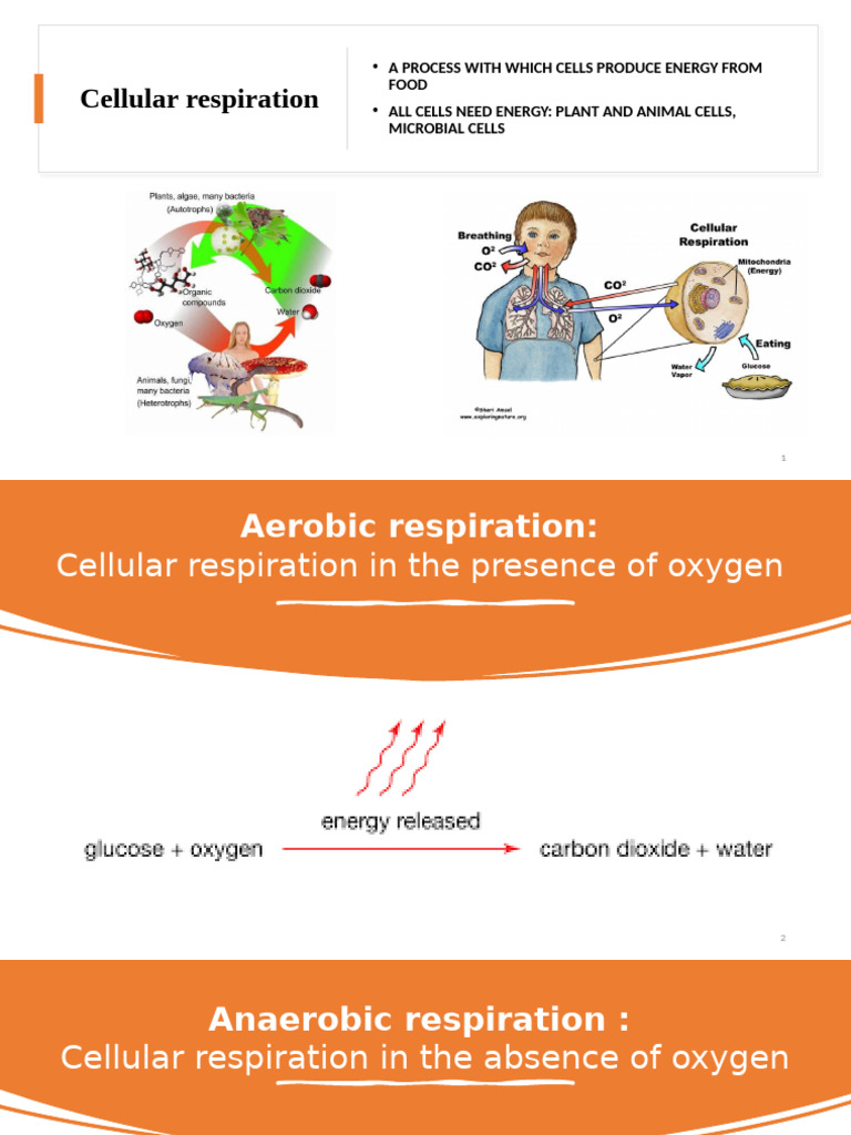 Types of Cellular Respiration Explained | PDF