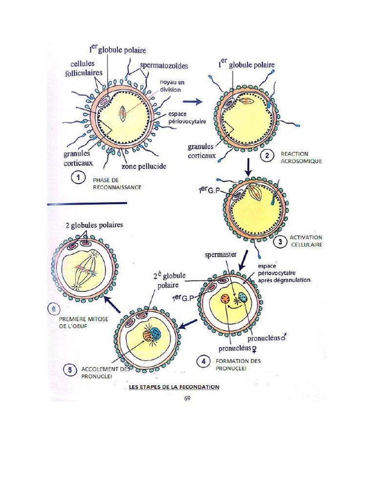 Schema de La Fecondation | PDF