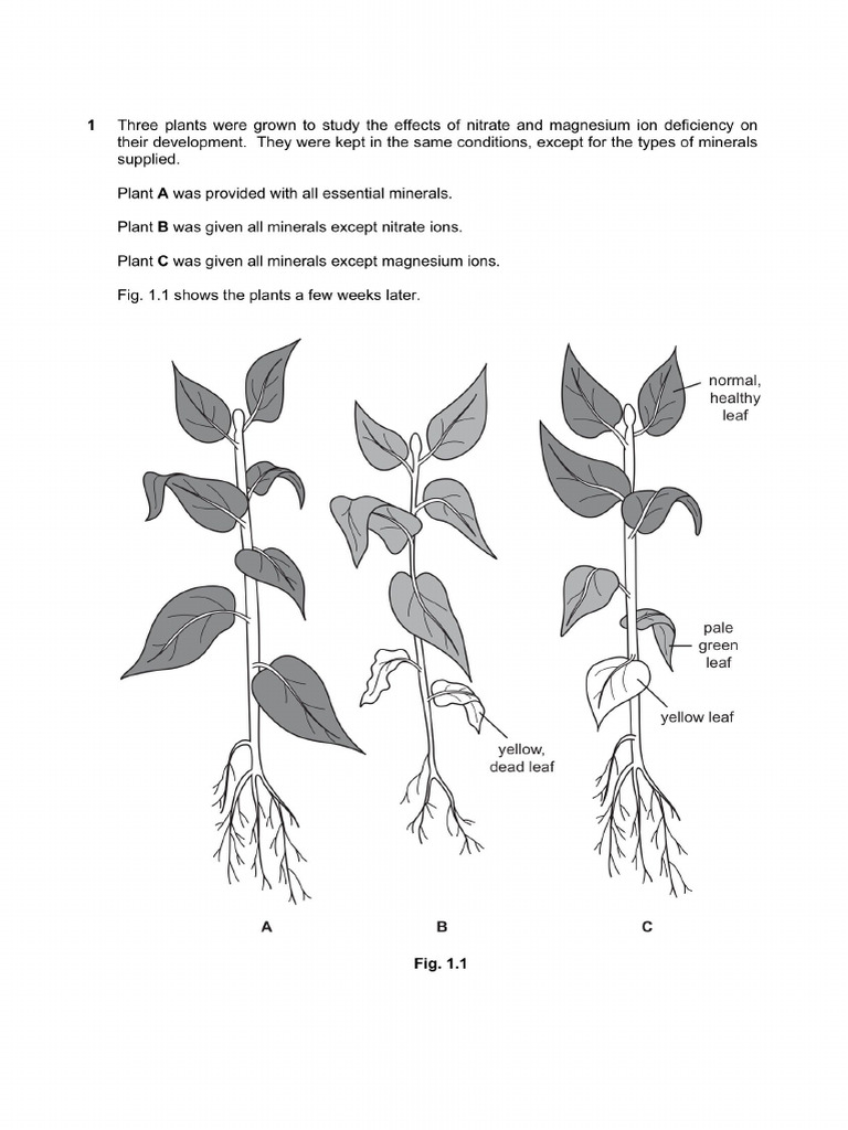 Plant Nutrition | PDF