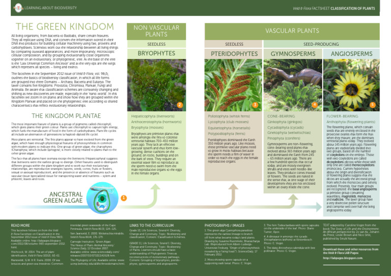 Fact Sheet On Classification of Plants | PDF | Plants | Seed