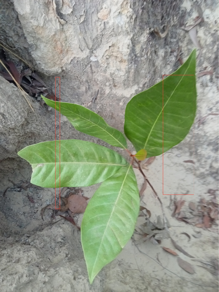 Tree Leaf | PDF
