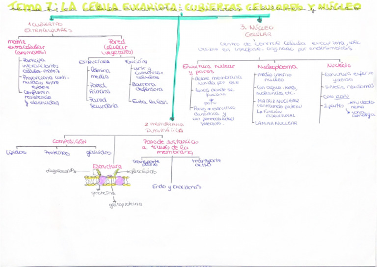 Esquema Tema 7 | PDF