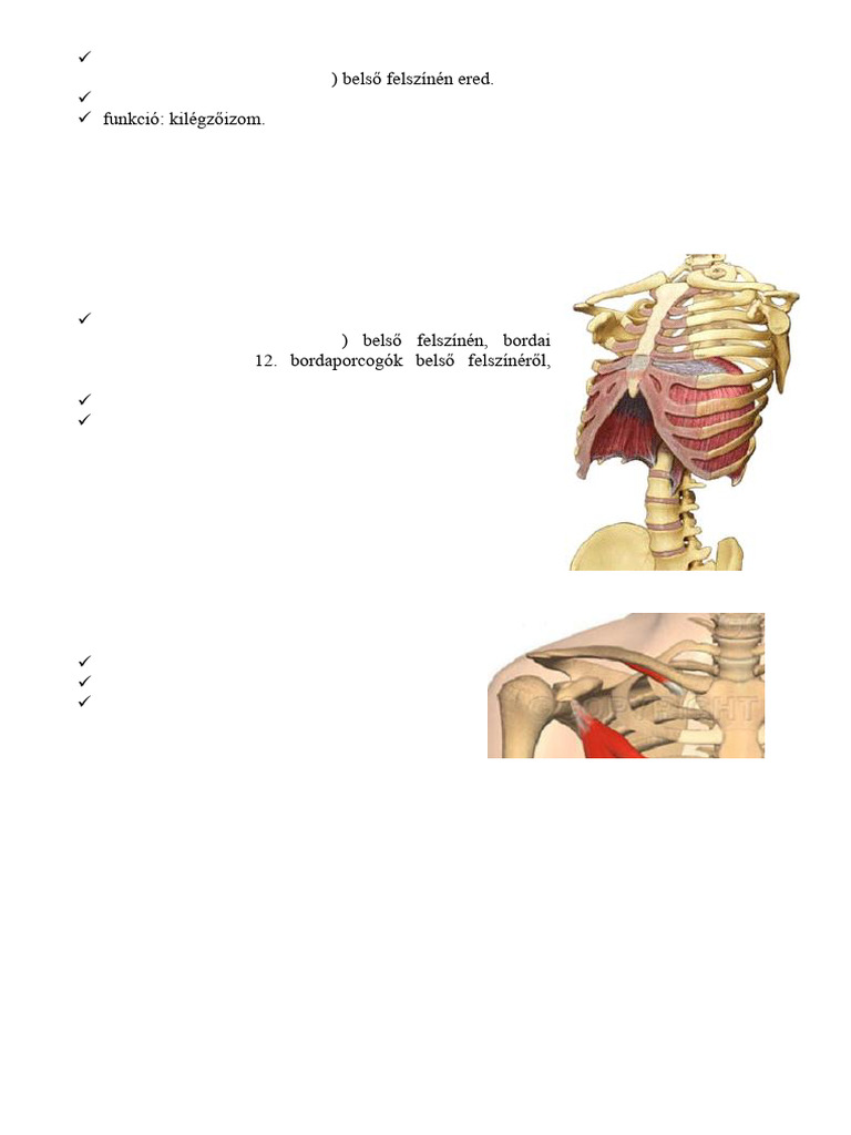 Izomtan Alapok 2 | PDF