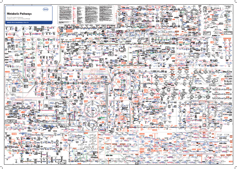 Mapa Perfil Metabolico | PDF