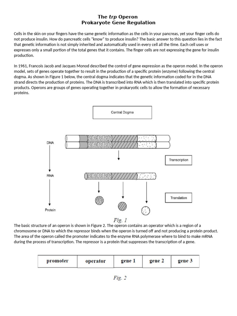 Prokaryote Gene Regulation The TRP Operon | PDF | Operon | Gene
