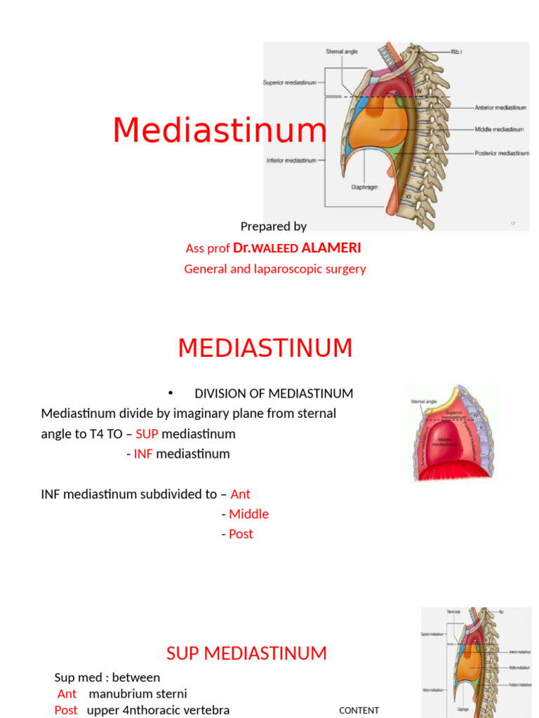 Overview of Mediastinum Division | PDF