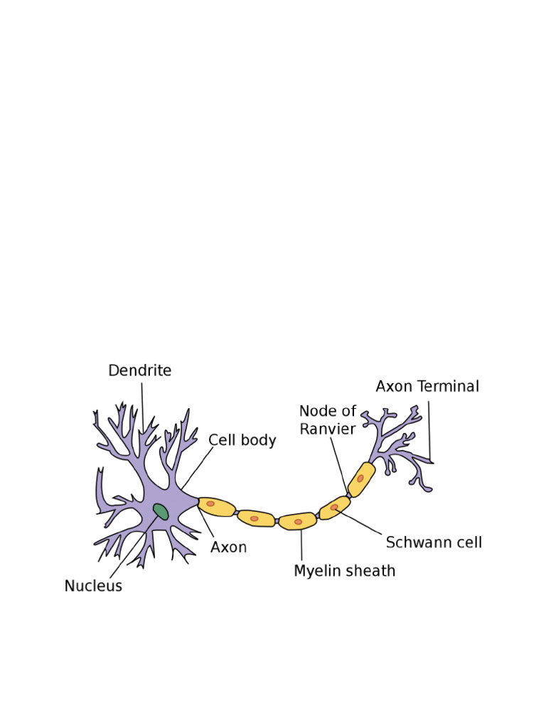 Structure and Function of Neurons | PDF | Neuron | Axon