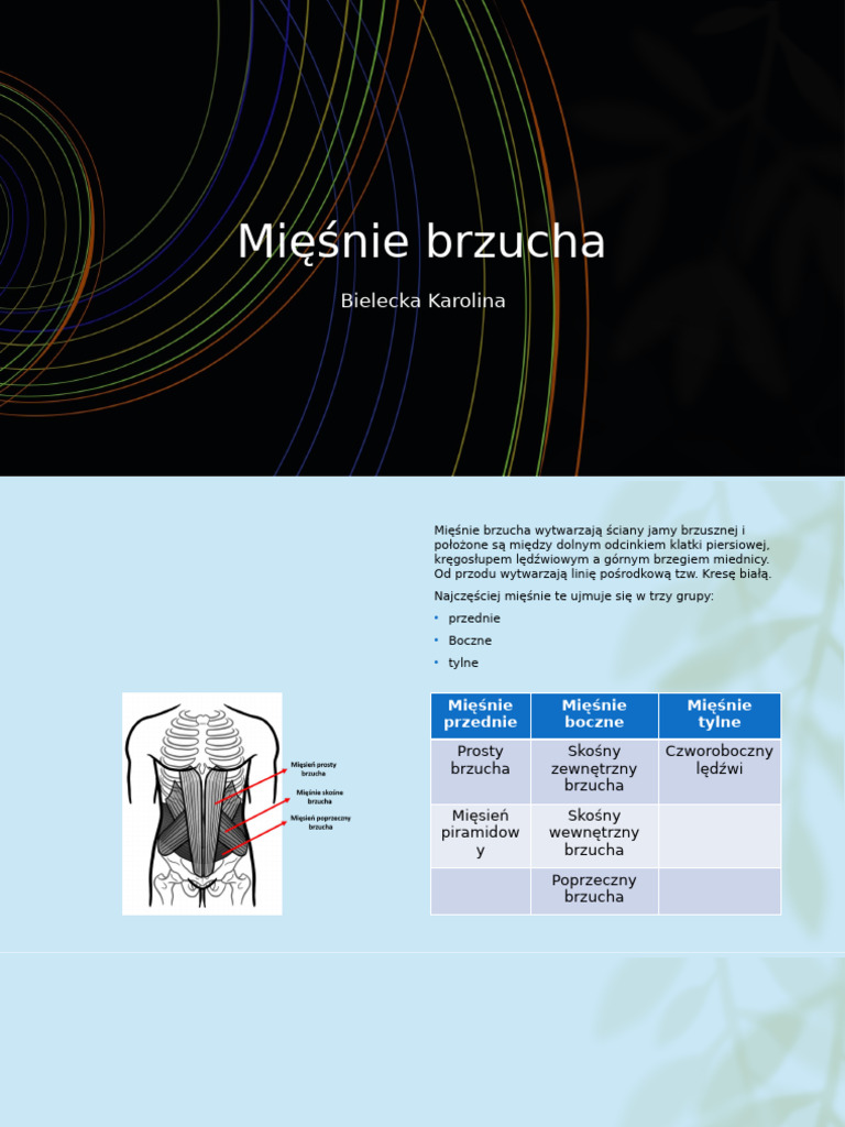 Prezentacja Anatomia 29.10 M. Brzucha | PDF