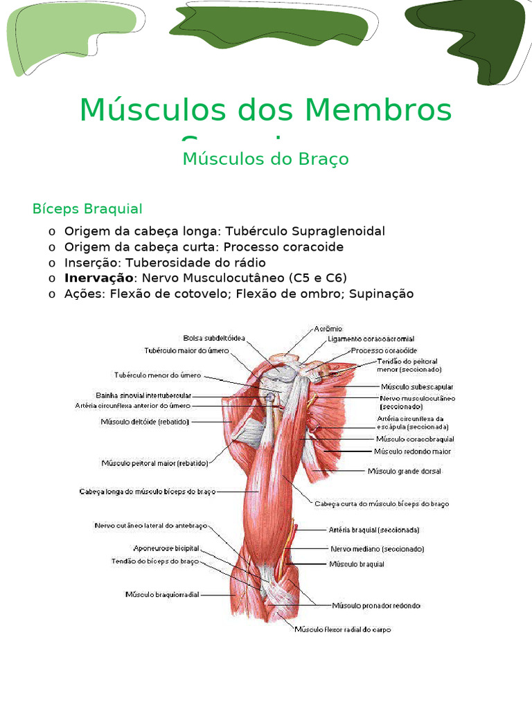 Anatomia dos Músculos do Braço e Abdômen | PDF | Anatomia humana ...