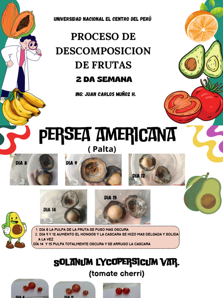 Proceso de Putrefaccion de Frutas - 20241015 - 002103 - 0000 | PDF ...