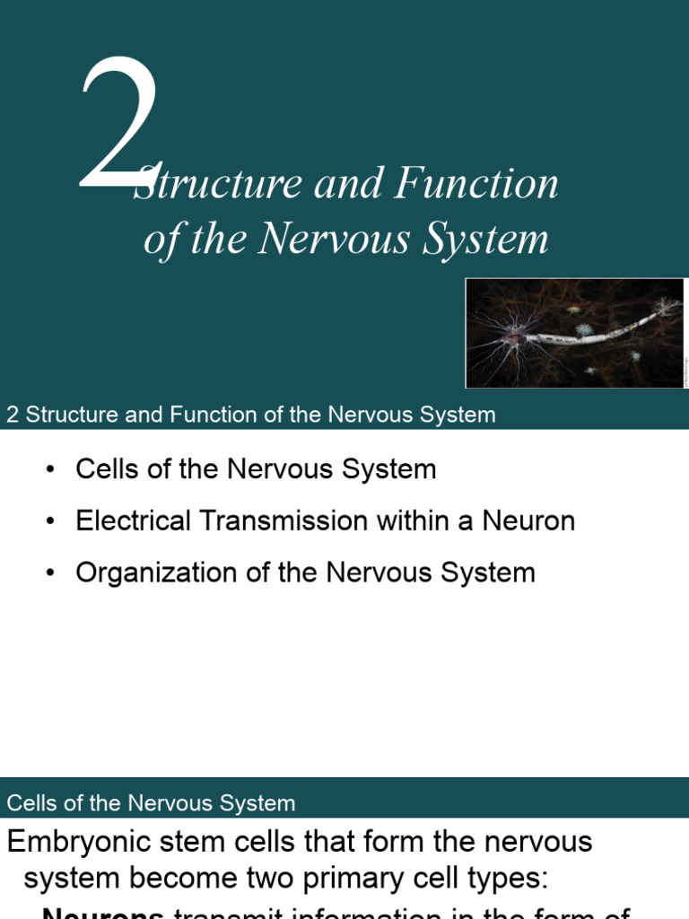 PSYCH 302 Chapter 2 - Structure and Function of The Nervous System | PDF | Neuron | Central ...