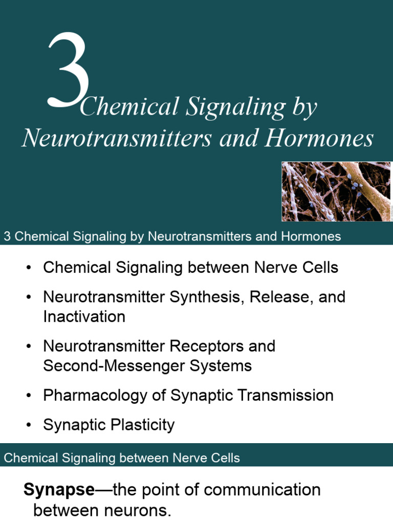PSYCH 302 Chapter 3 - Chemical Signaling by Neurotransmitters and Hormones | PDF ...