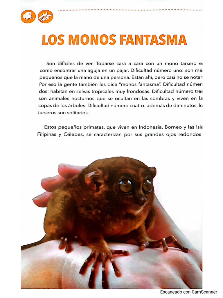 Los Monos Fantasmas | PDF