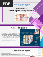 Conducto Inguinal Anatomia Humana 3ra Ed | PDF | Abdomen