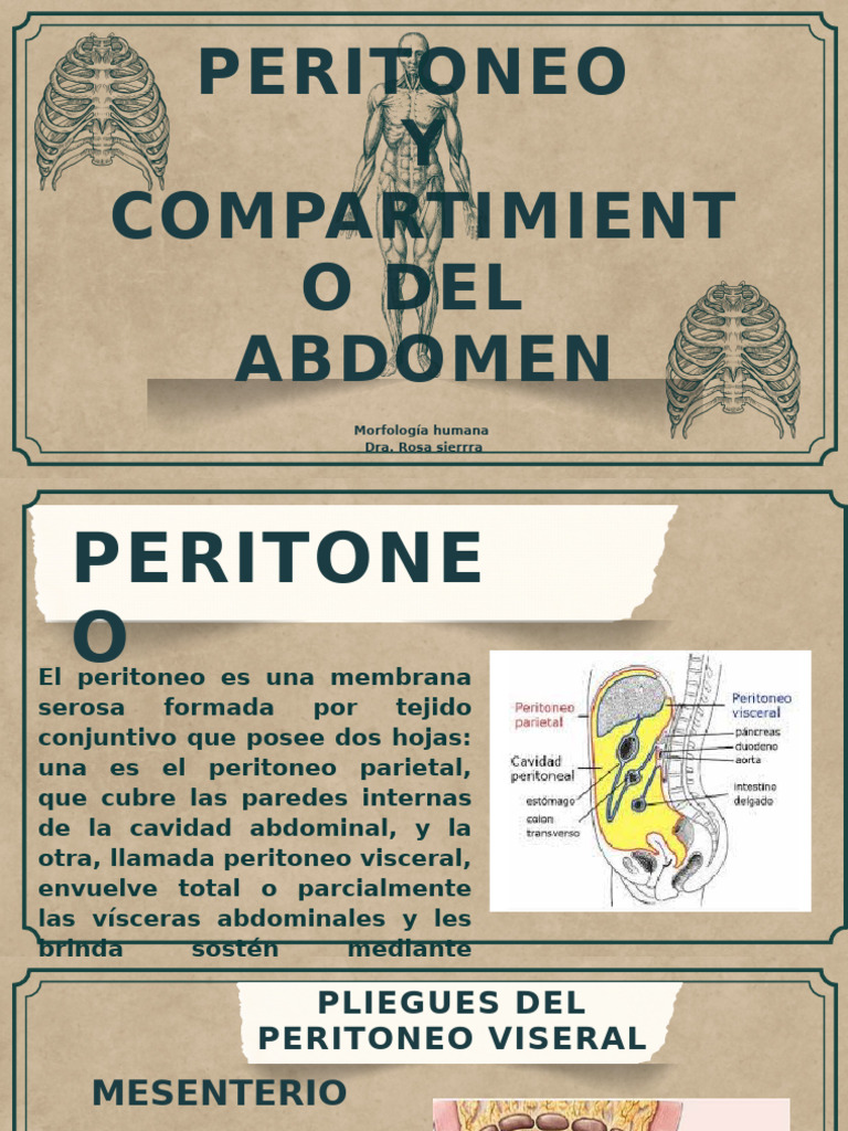 Peritoneo y Compartimiento Del Abdomen | PDF | Abdomen | Estómago