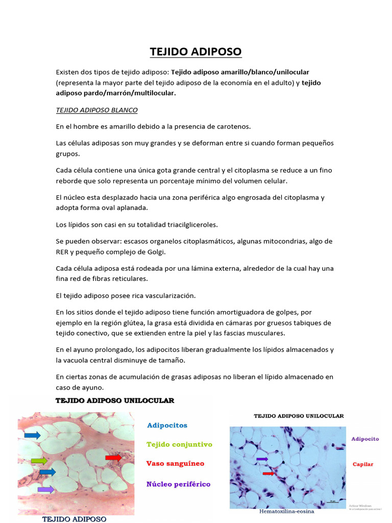 Tejido Adiposo | PDF | Tejido adiposo | Citoplasma