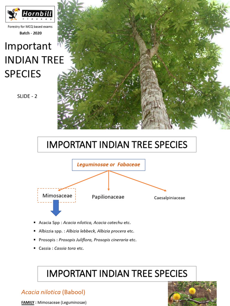 Key Indian Tree Species for Forestry Exams | PDF