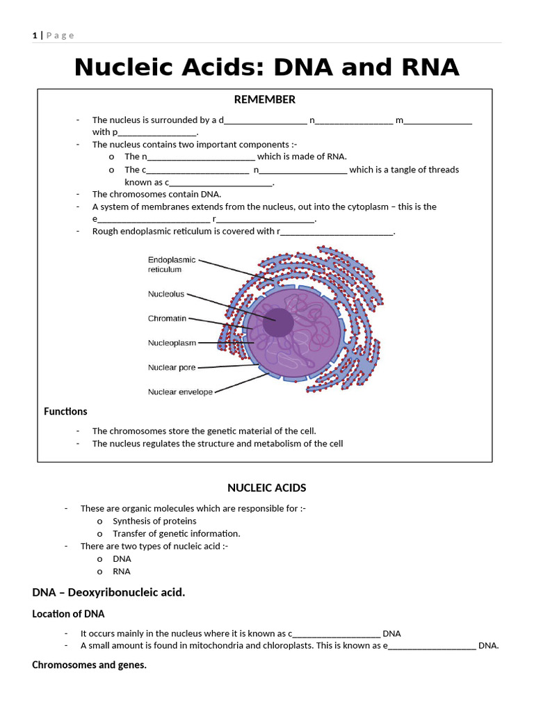 Grade 12 Notes Nucleic Acids. | PDF | Nucleotides | Dna
