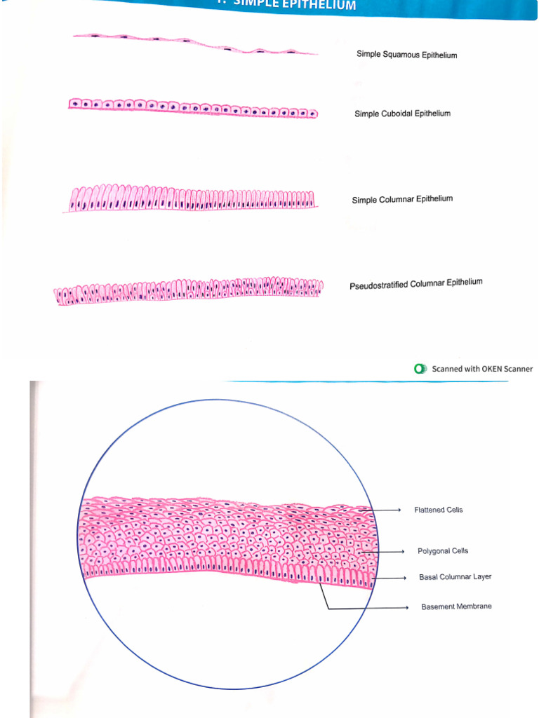 General Histology | PDF