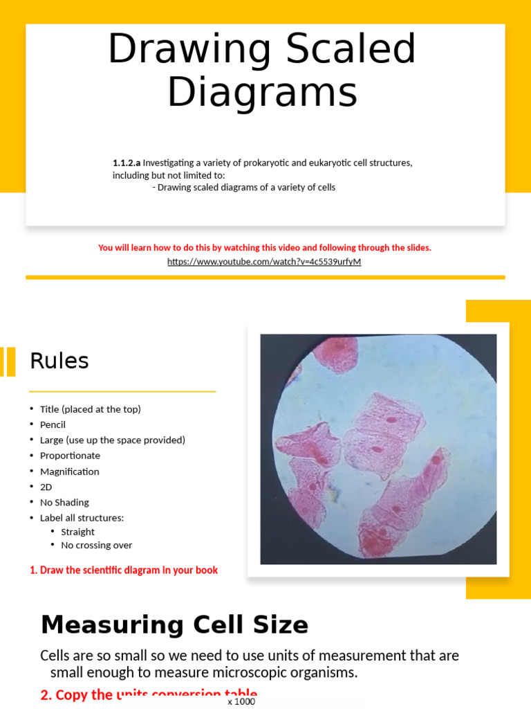Drawing Scaled Cell Diagrams | PDF | Light | Optics
